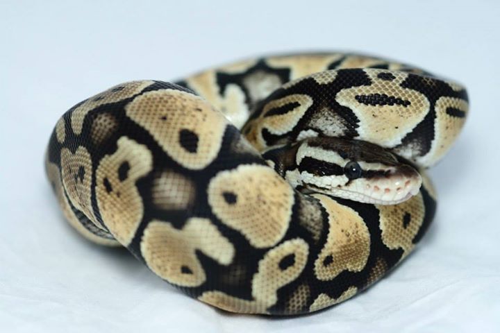 Ball Python Care – The Herpetological Society of Ireland