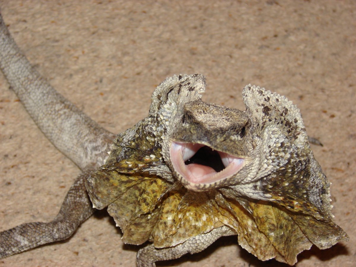 Frilled Dragon Care – The Herpetological Society of Ireland