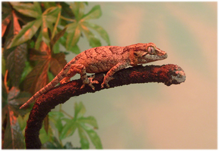 Gargoyle Gecko Care – The Herpetological Society of Ireland
