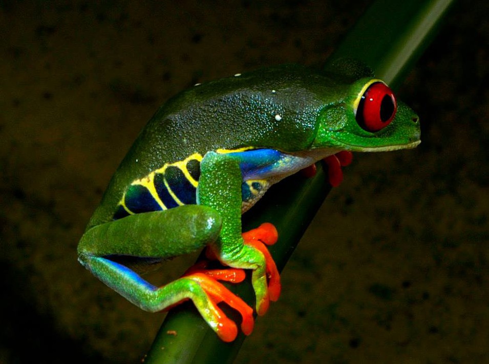 Species Profile: Red Eyed Tree Frog – The Herpetological Society of Ireland