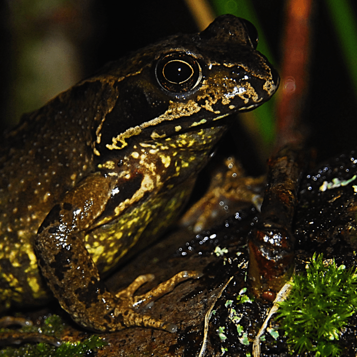 Common Frog – The Herpetological Society of Ireland