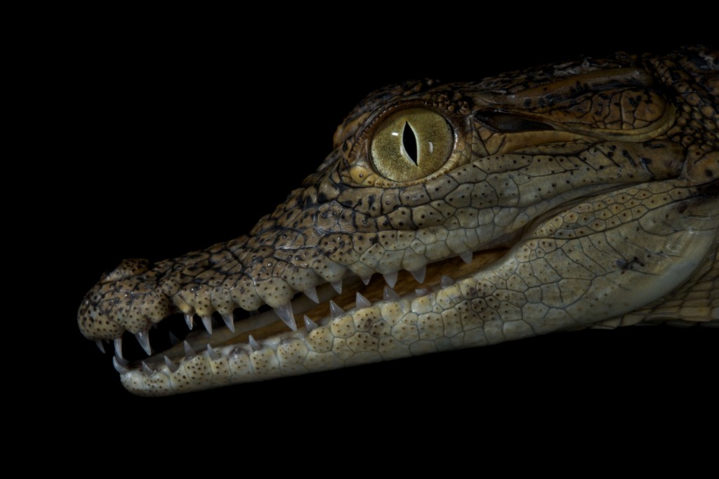 Crocodile Scales Contain Sensory Micro-Organs. – The Herpetological ...