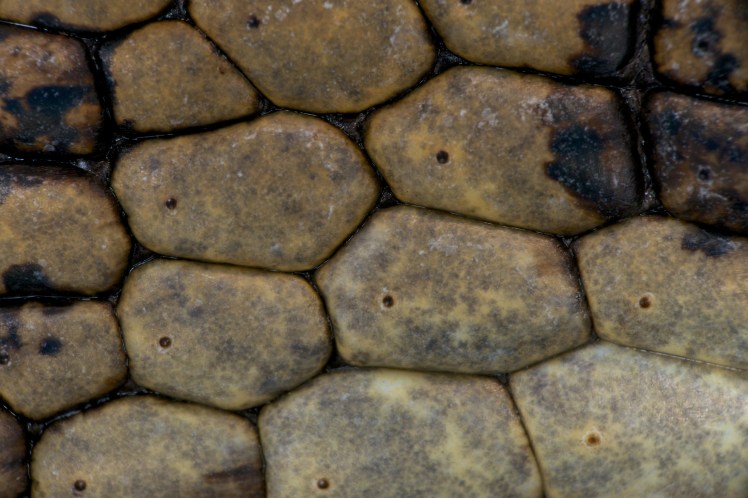 Crocodile Scales Contain Sensory Micro-Organs. – The Herpetological ...
