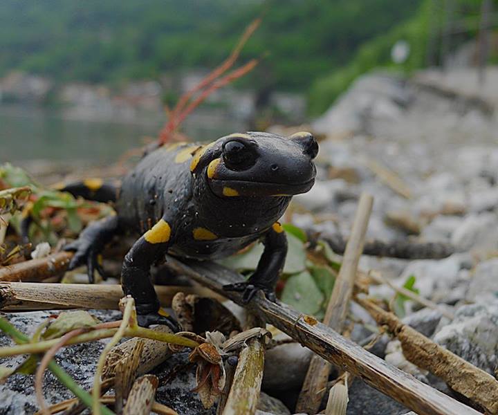 Species Profile: Fire Salamander – The Herpetological Society of Ireland