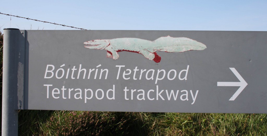 Tetrapod Trackway: The Path Of Our Ancestors. – The Herpetological ...