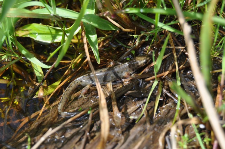 Smooth Newt – The Herpetological Society of Ireland