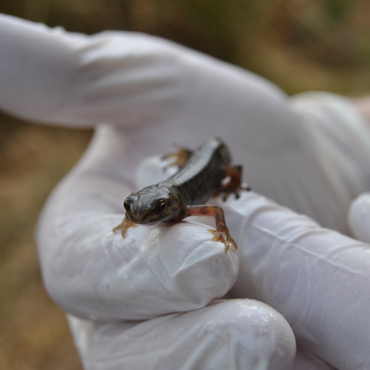 Smooth Newt – The Herpetological Society of Ireland