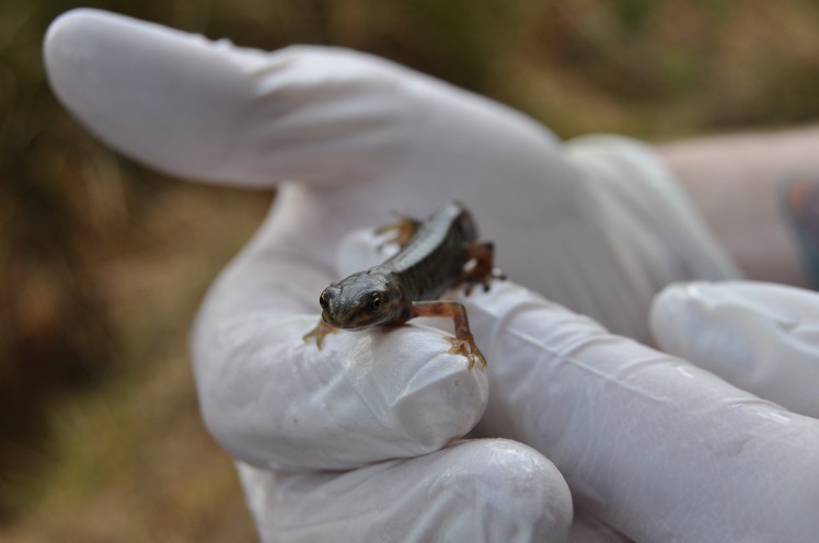 Smooth Newt – The Herpetological Society of Ireland