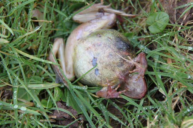 Alert: Mass Mortality of Frogs Recorded in Kildare Pond – The ...