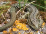 Common Lizard – The Herpetological Society of Ireland