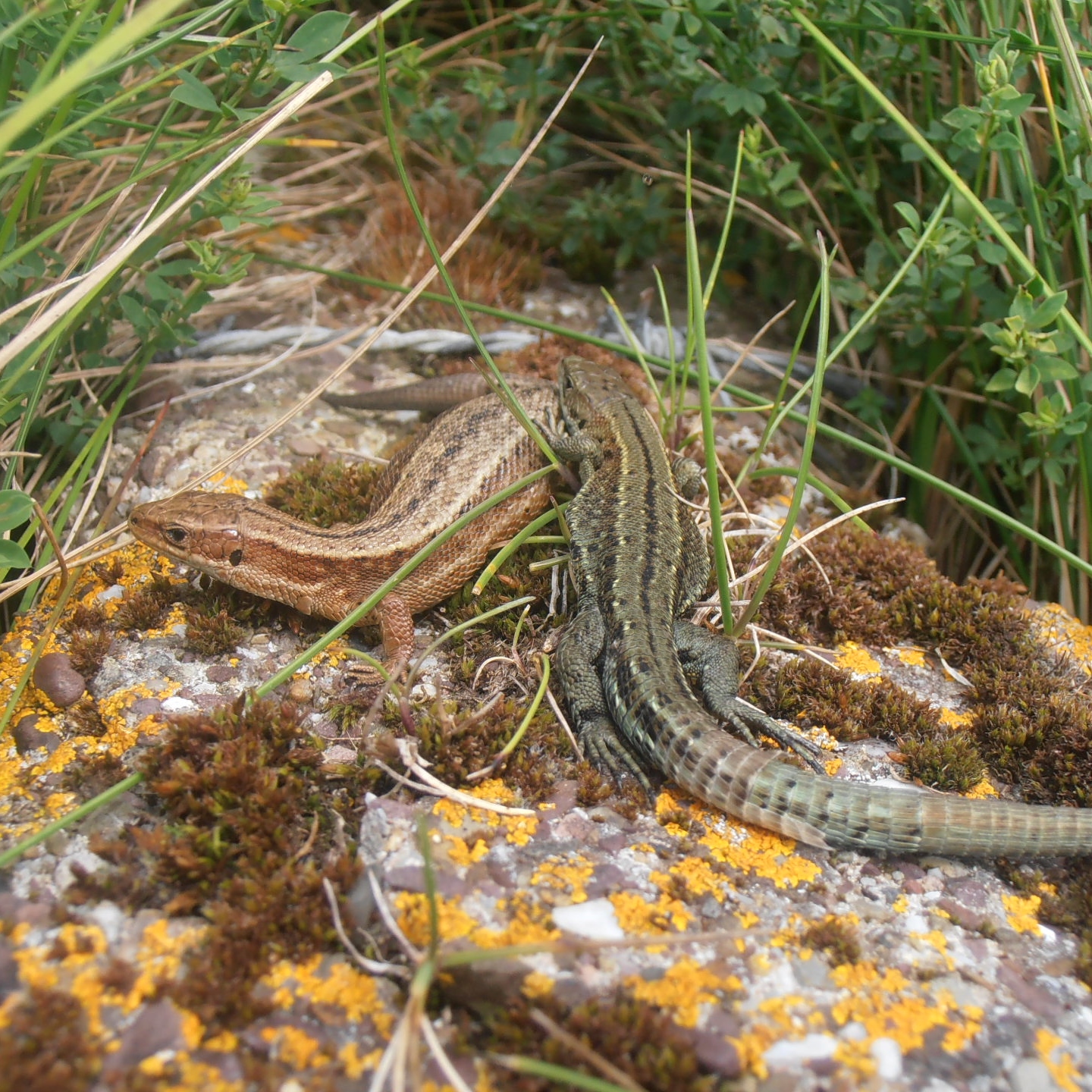 Common Lizard – The Herpetological Society of Ireland
