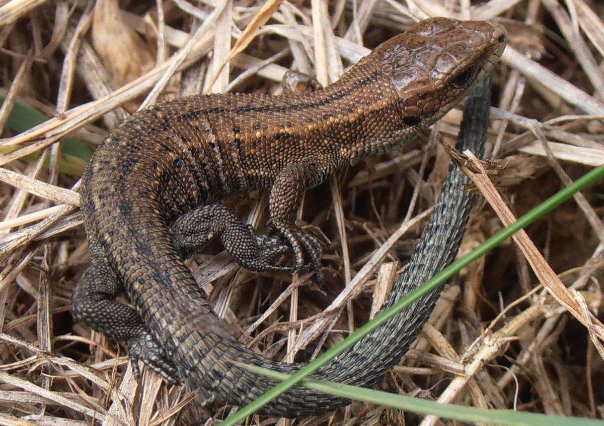 Common Lizard – The Herpetological Society of Ireland