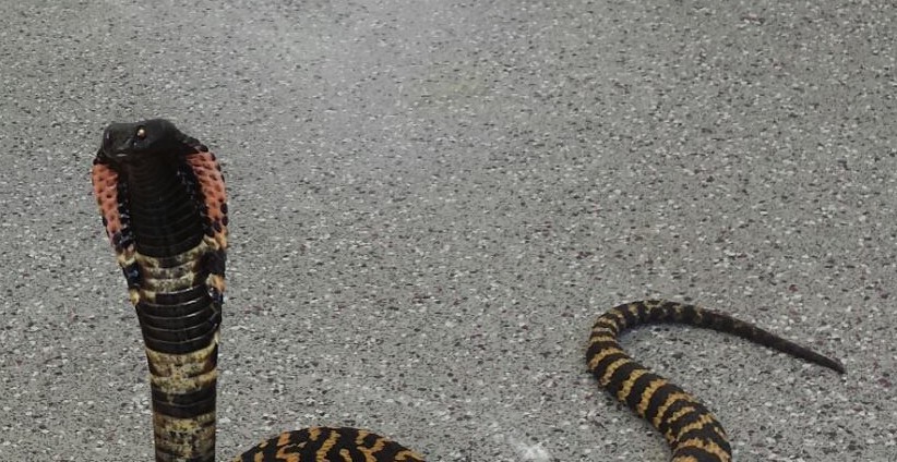 Species Profile: The Rinkhals – The Herpetological Society of Ireland