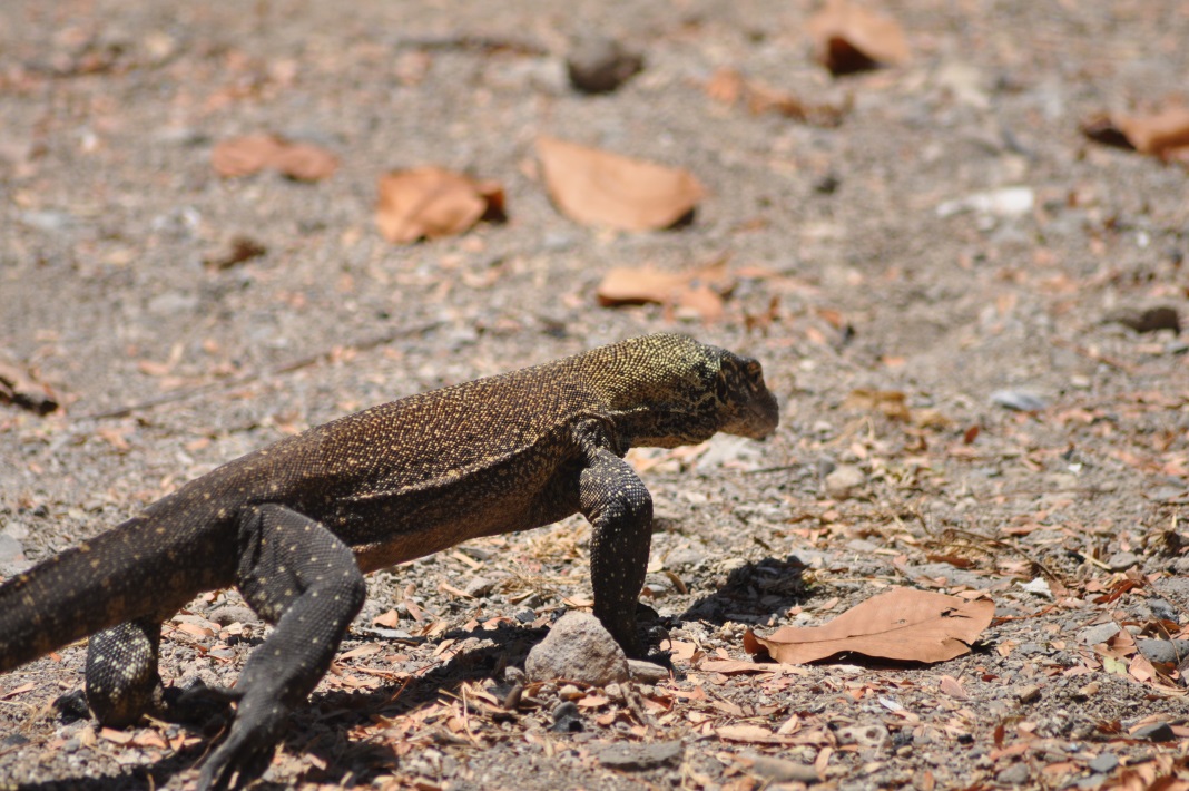 Species Profile: The Komodo Dragon – The Herpetological Society of Ireland