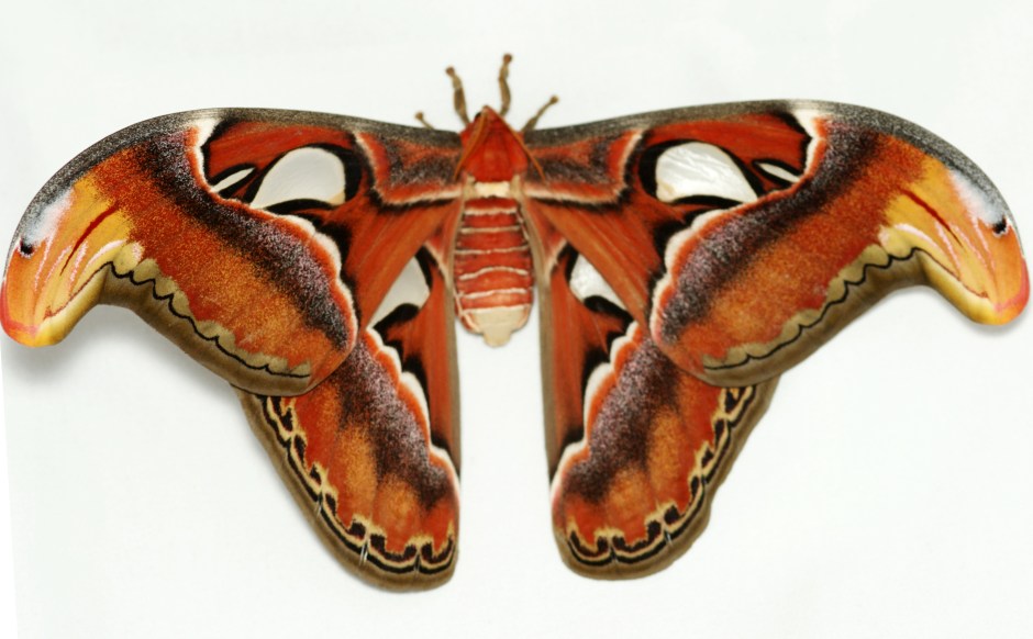 Species Profile: Attacus Atlas Moth – The Herpetological Society of Ireland