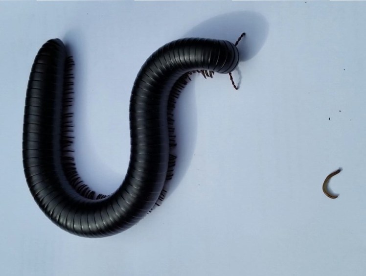 Giant African Train Millipede Care – The Herpetological Society of Ireland