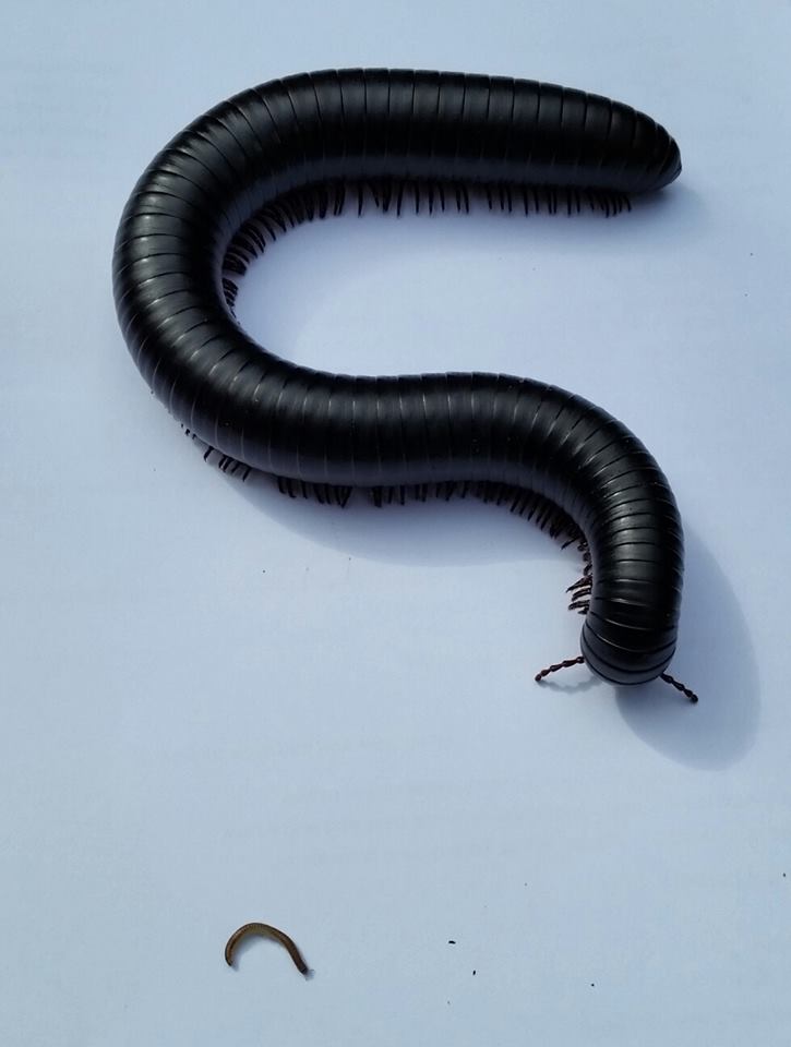 Giant African Train Millipede Care – The Herpetological Society of Ireland