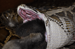 Biting Off More Than They Can Chew: How Snakes Swallow Large Prey – The ...