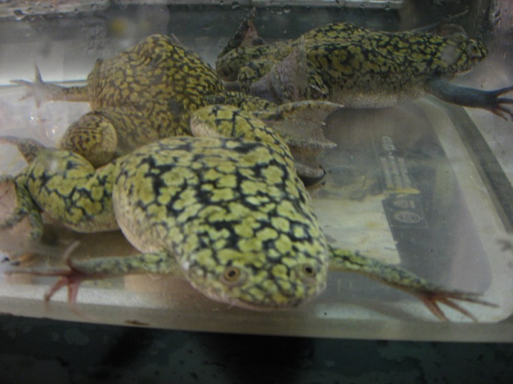 Species Profile: African Clawed Frog – The Herpetological Society of ...