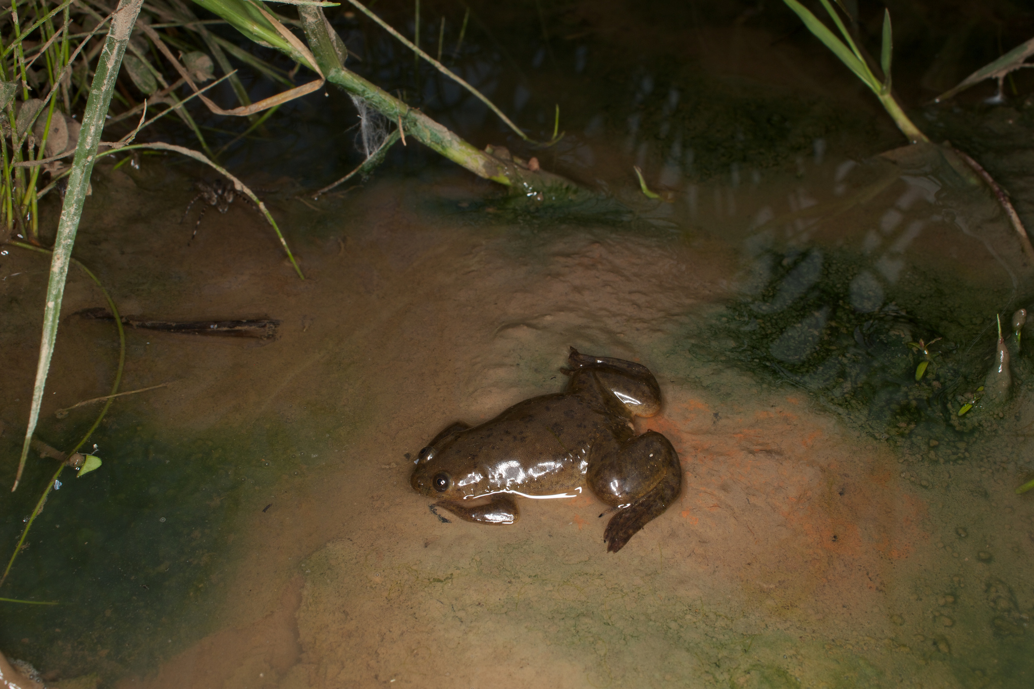 Species Profile: African Clawed Frog – The Herpetological Society of ...