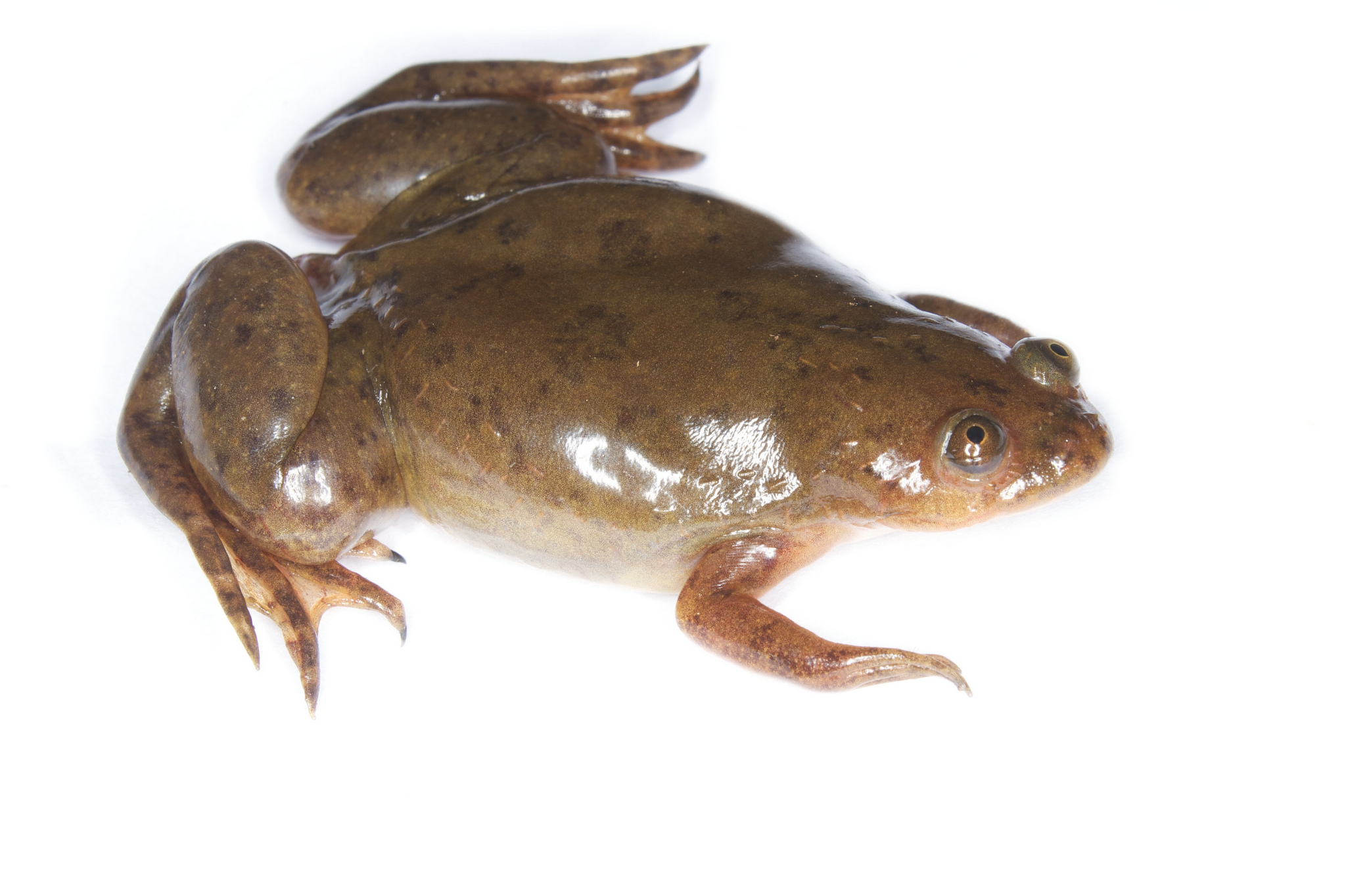 Species Profile: African Clawed Frog – The Herpetological Society of ...