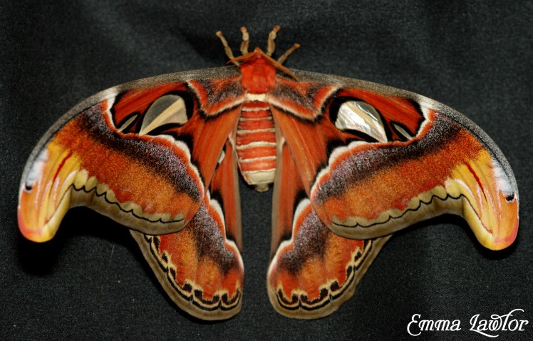 Atlas Moth Care – The Herpetological Society of Ireland