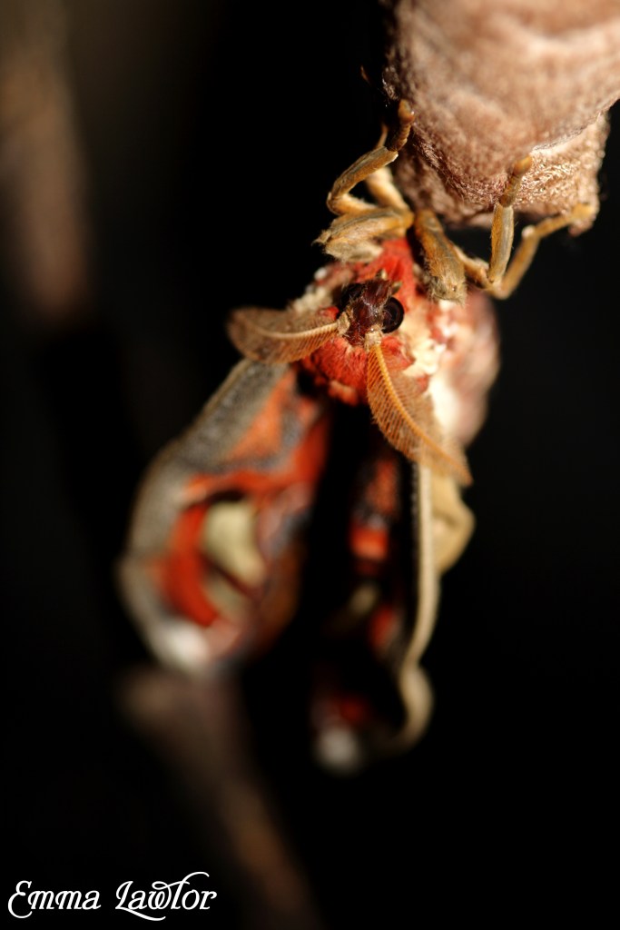 Atlas Moth Care – The Herpetological Society of Ireland