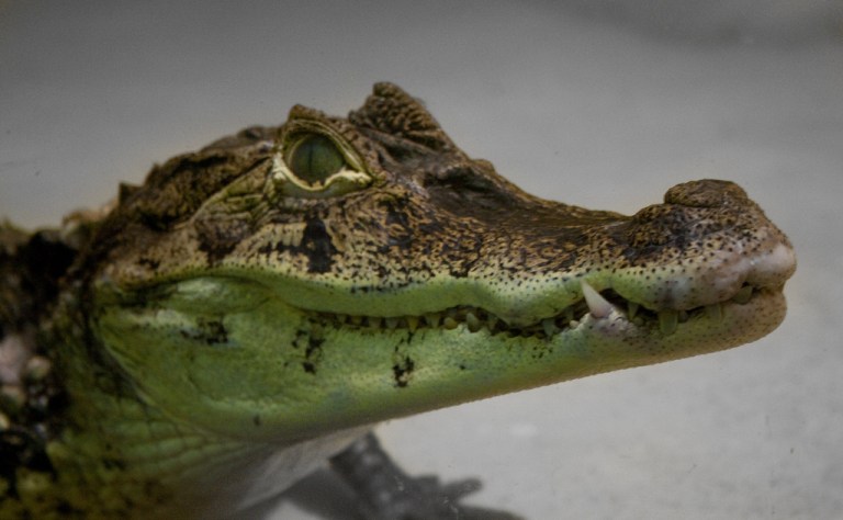 Species Profile: Spectacled Caiman – The Herpetological Society of Ireland