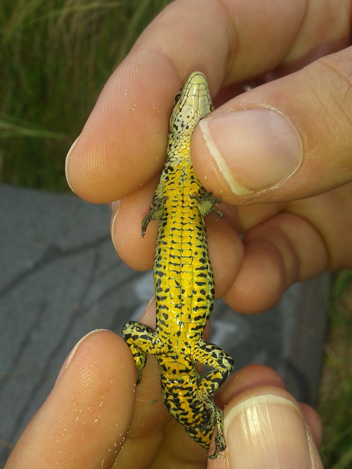 Name Our Lizard! – The Herpetological Society of Ireland