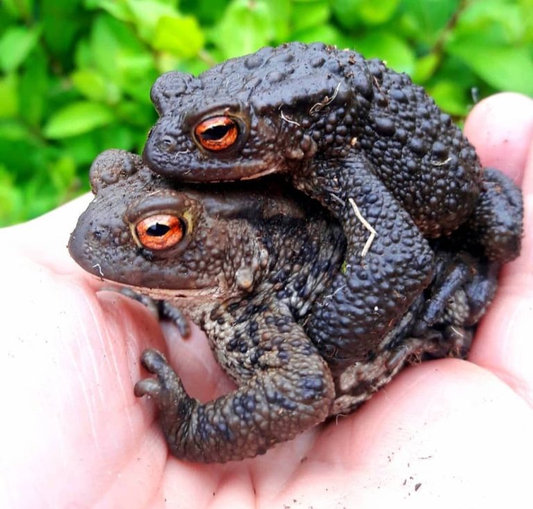 Common Toad – The Herpetological Society of Ireland