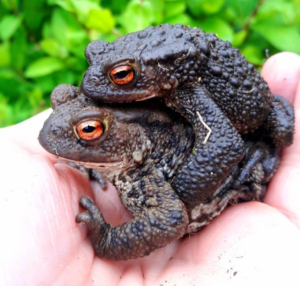 Common Toad – The Herpetological Society of Ireland