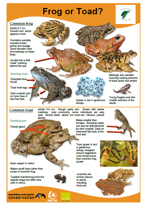 Common Toad – The Herpetological Society of Ireland