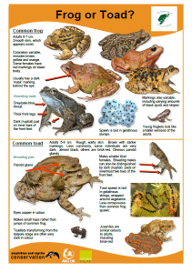 Common Toad – The Herpetological Society of Ireland