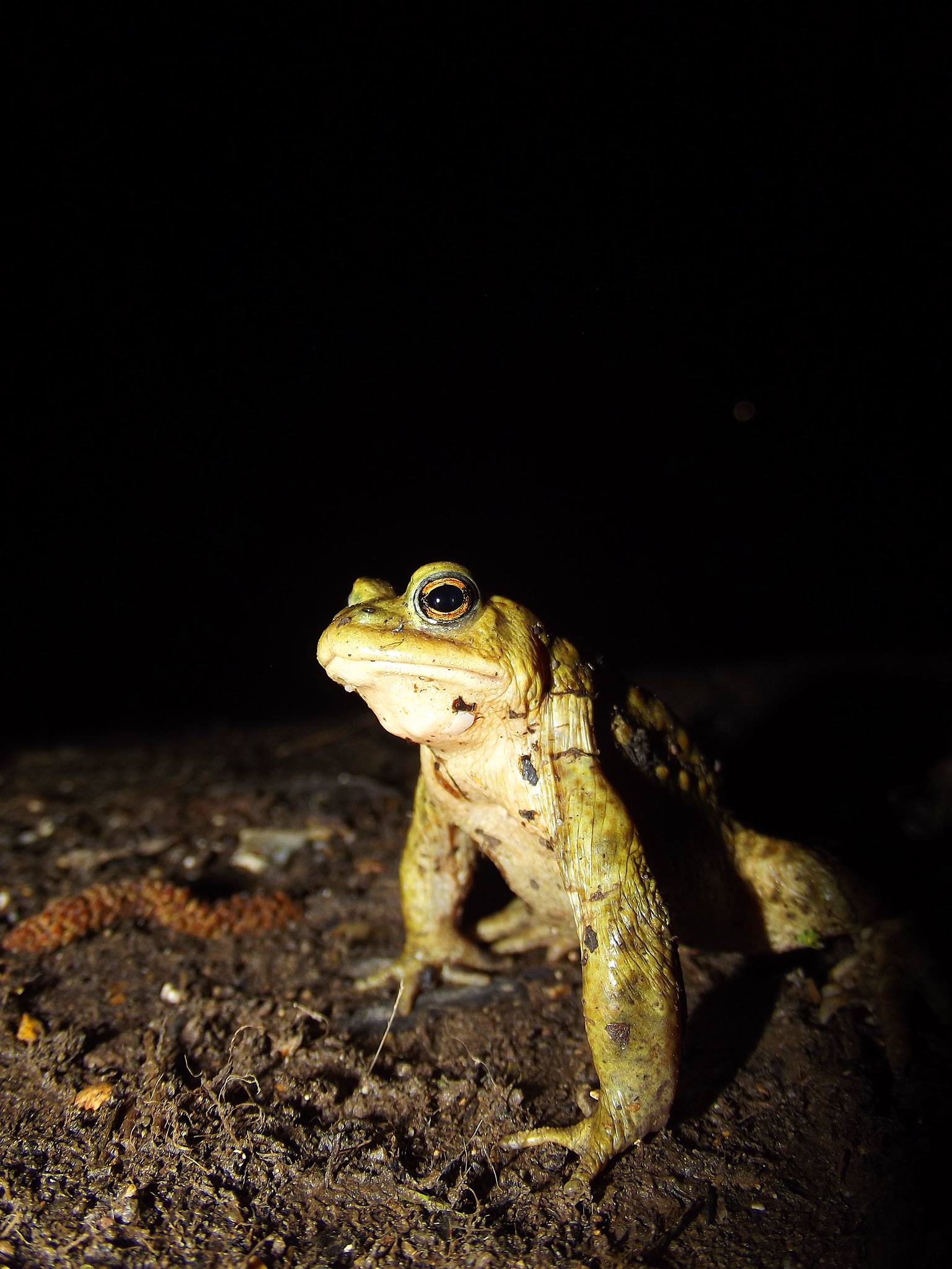 Common Toad – The Herpetological Society of Ireland